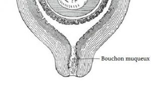 Le bouchon muqueux : le reconnaite et bien réagir à sa perte